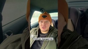 Почему Собчак породистая.#shorts