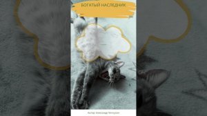 Кошечки и Шуточки! (3)