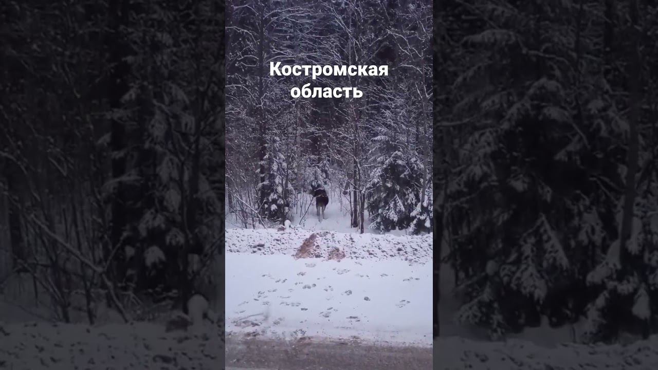 Встретил лосика, Костромская область.