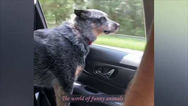 ПРИКОЛЫ С ЖИВОТНЫМИ ДО СЛЕЗ  Смешные КОТЫ ИЮЛЬ 2022  Приколы с КОТАМИ  Funny ANIMALS video.mp4