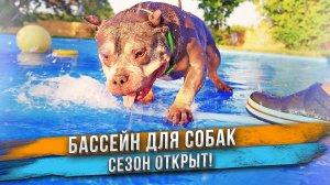 Бассейн для наших собак - открыт! Реакция собак!