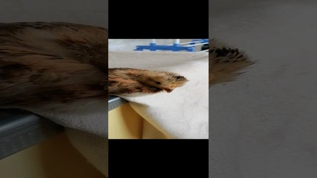 Высоко сижу, далеко гляжу.