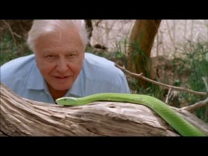 Дэвид Аттенборо - 60 лет в дикой природе (Attenborough - 60 Years in the Wild)