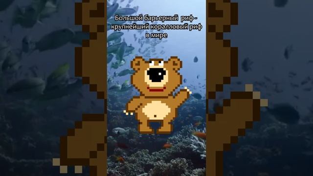 Мишка и риф