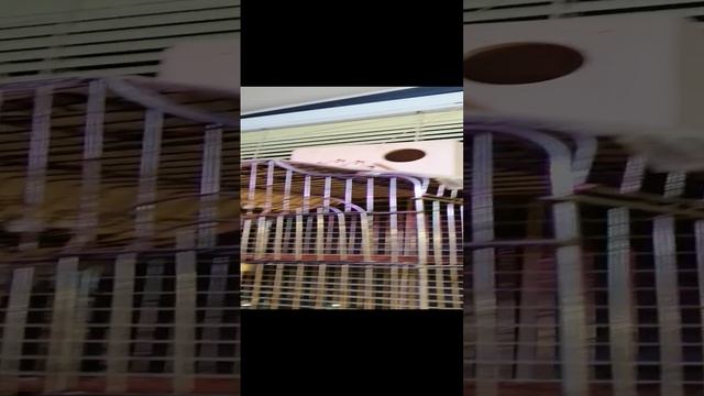 Славка черноголовка