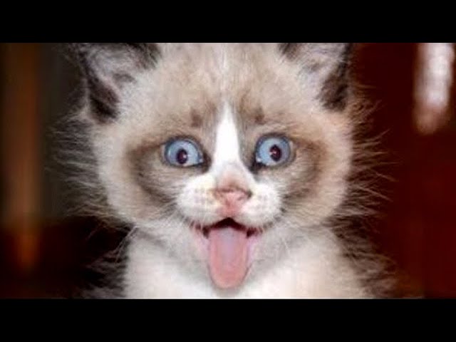 Самые смешные котики #16