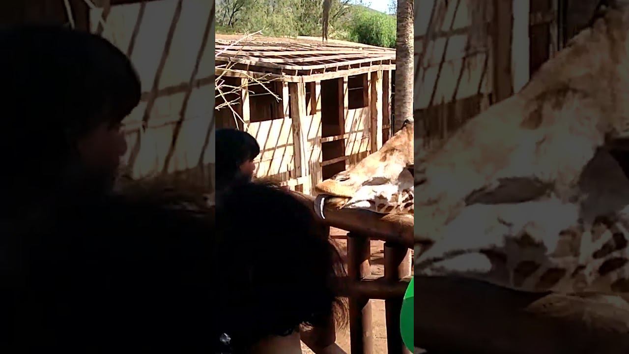 Oasis Park Fuerteventura #shorts