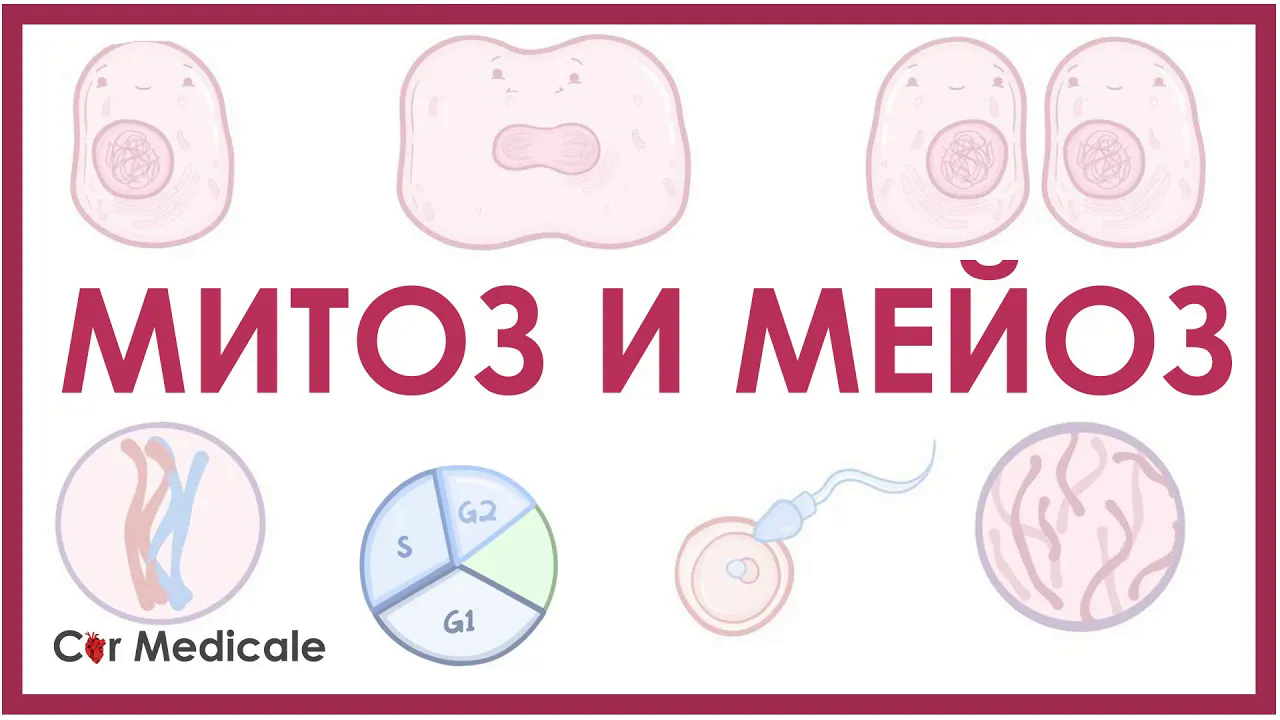 Митоз и мейоз - биология и физиология клетки