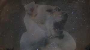 Dawg и Mightypoot (гений) смотрят новые видосы (тикток), shelter 2 [30.08.2020]