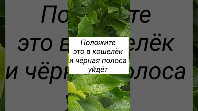 Положите это в кошелёк и чёрная полоса уйдет.