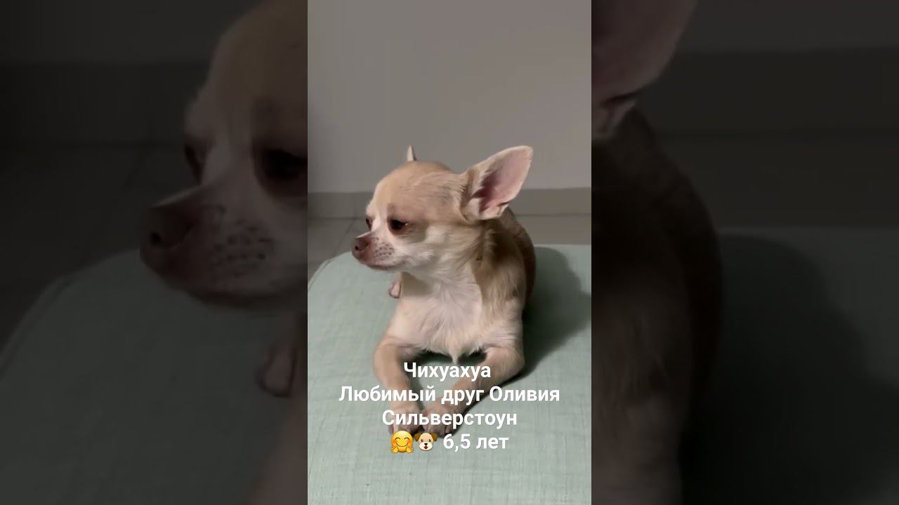 Чихуахуа Любимый друг Оливия Сильверстоун
