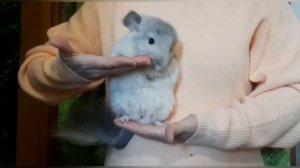 Шиншиллка девочка, Белая Королевская Персидская Ангора - Сильвер [ПРОДАНА]
