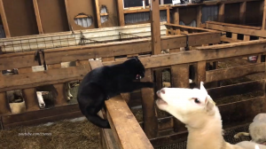Месть овцы наглому коту 