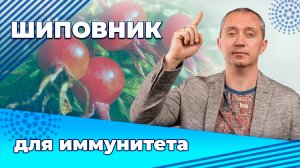 Как использовать шиповник во время пандемии? Профилактика и лечение простуды!