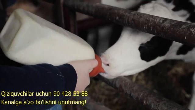 Amerikada kichik oilaviy ferma.mp4