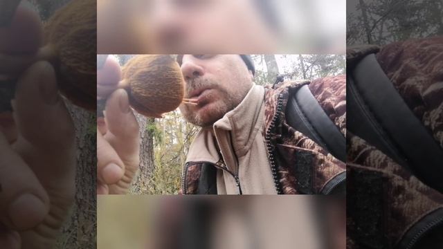 Прогулка к болоту - Соболевский Мох.(По Грибы) ?
