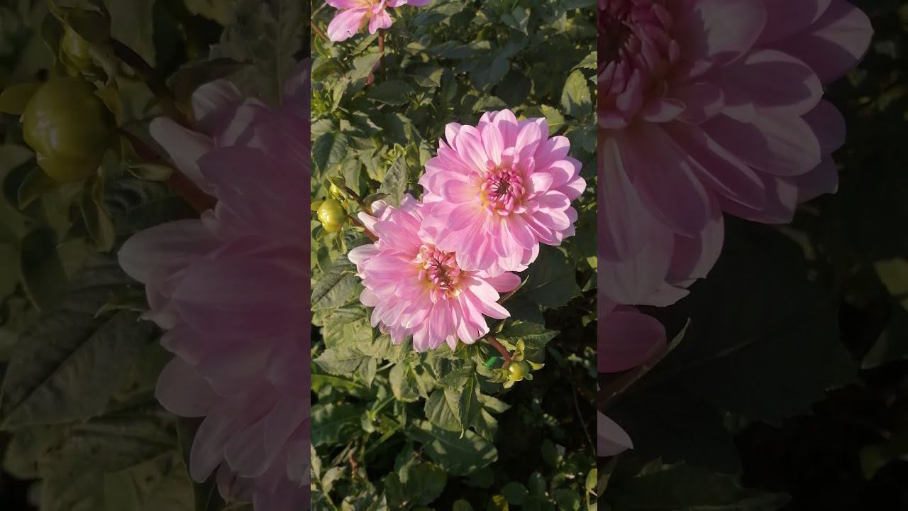 Георгины в саду. ❤️Dahlias