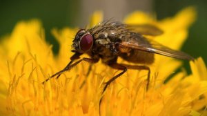 The fly. 4k 120fps slowmotion Vivo x100 ultra.