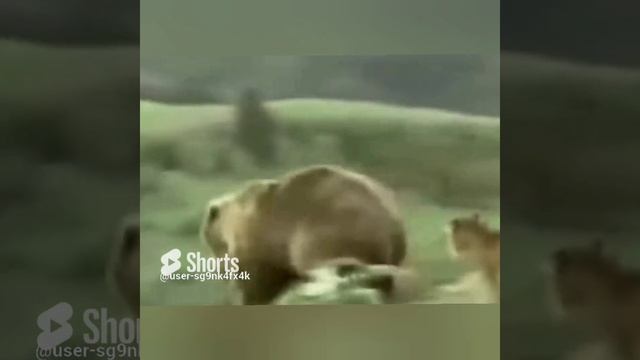 И ОН ДАЛ ПО ГАЗАМ