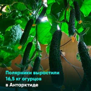 Полярники вырастили 16,5 кг огурцов в Антарктиде