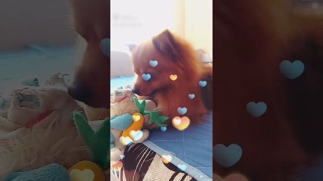 Адам и его любимая игрушка зайка