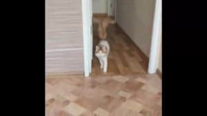 Эксперимент над котом