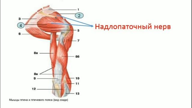 ПЛЕЧЕВОЕ СПЛЕТЕНИЕ (КОРОТКИЕ ВЕТВИ)