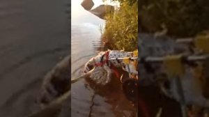 Парди.первая прогулка