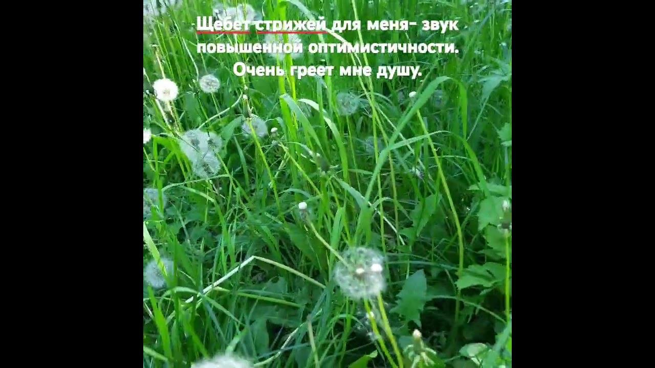 Щебет стрижей, трава и пушистые одуванчики. Почти лето. 29 мая 2024 года.