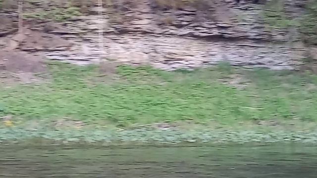 Сплавал на дольняк