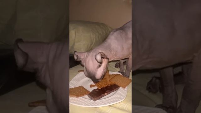 Кошка ворует печенье. Приколы с кошками!