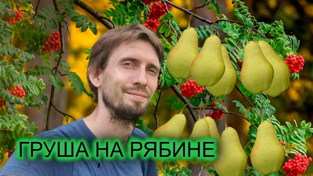 Можно ли привить грушу на рябину из леса ?