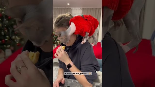 Мэни всегда хочет съесть чужое ?