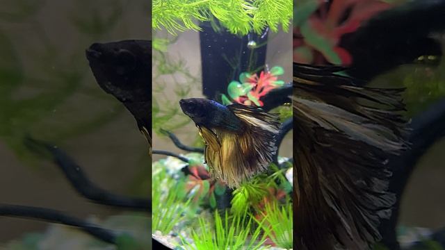 Самец бойцовой рыбки Грегори