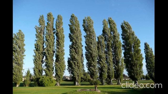 Легенда о дереве жизни Байтерек.