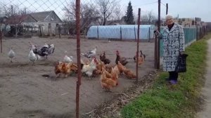 Индюки патриоты