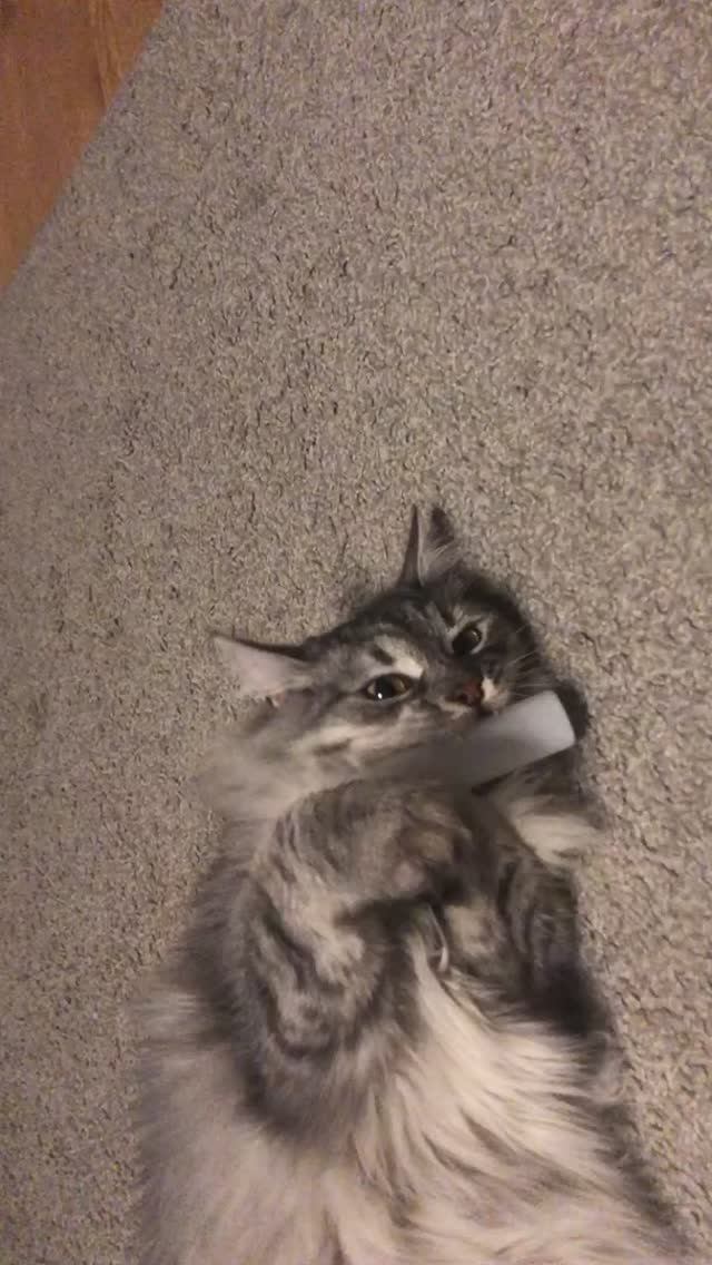 Кошка Мурка играет