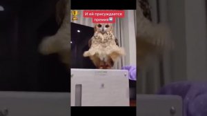 Сова Монро