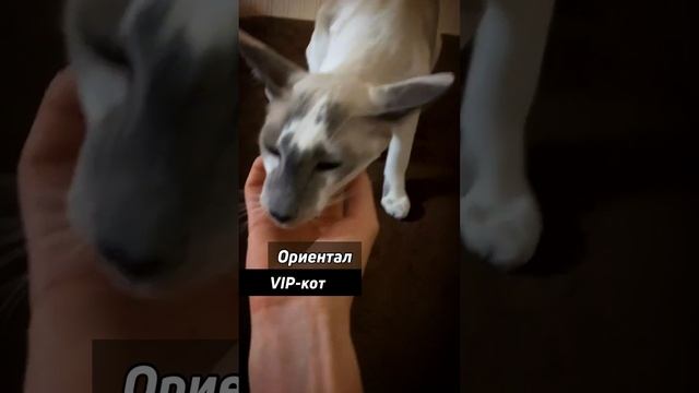 Сколько стоит жизнь кота?