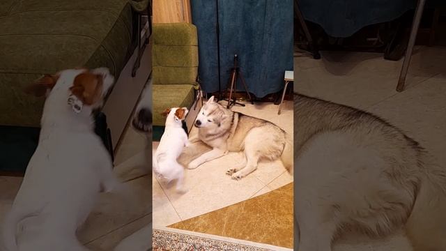 Тося тренируется побеждать медведя