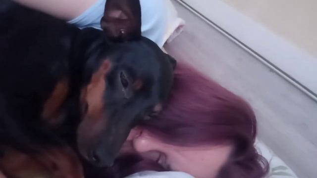 Будем спать весь день #цвергпинчер #сплюссобакой #доберман #спимвместе #животные #любовь #отдых.mp4