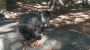 Как живут котики в Краснодарском крае. Сочи. Лазаревское. Накормили котят.
