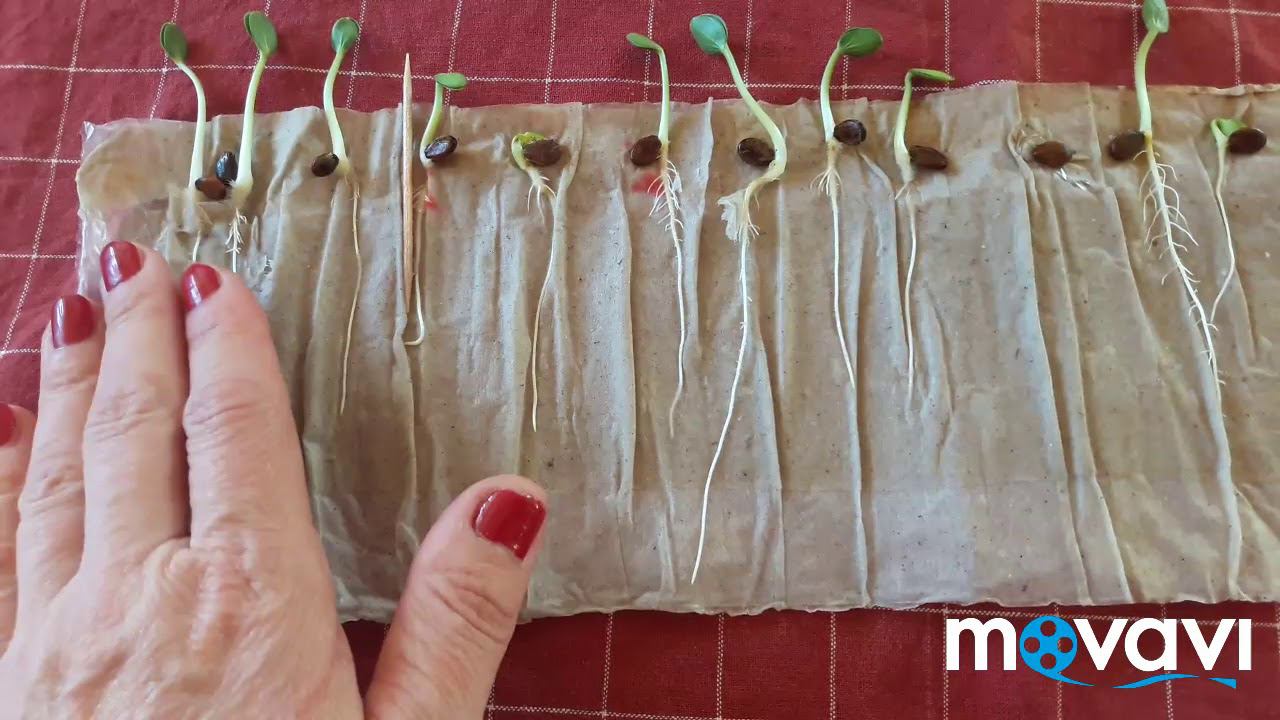 Так выглядит рассада на 23 апреля!#рассада#дыня#огурец#арбузы