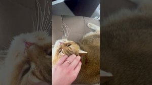 Тендер Кот 🐈 мой личный помощник - знает о госзакупках всё 😺 #госзакупки #тендер #бизнес #госзаказ