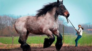 Топ 10 Самых Больших Животных в Мире!