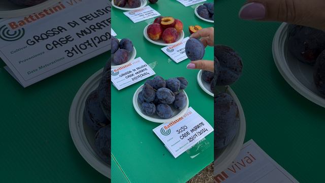 Обзор сливы/Часть 5