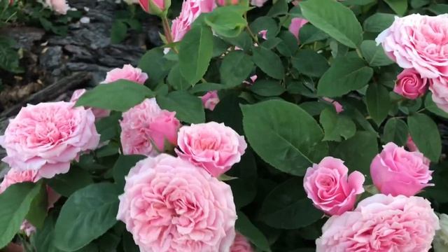 Rose William Christie!! Волшебное цветение розы Уильям Кристи!!.mp4