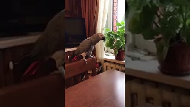 Кот Марсель и  говорящий попугай ЖОРА