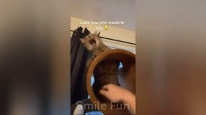 Смешные котики #88.mp4