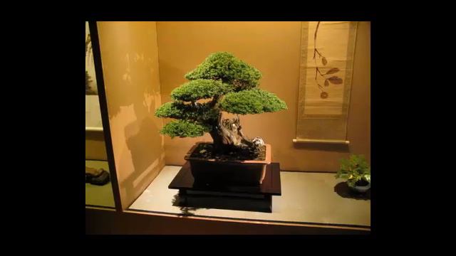 Bonsai tree calgary - смотреть видео онлайн от «Green Growth» в хорошем ...